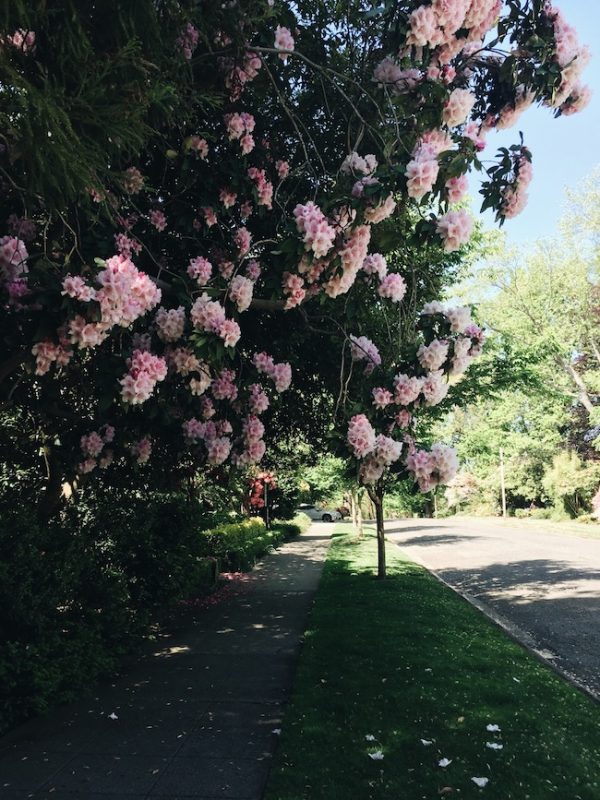 Drive By: Madison Park in Seattle - The Inspired Room